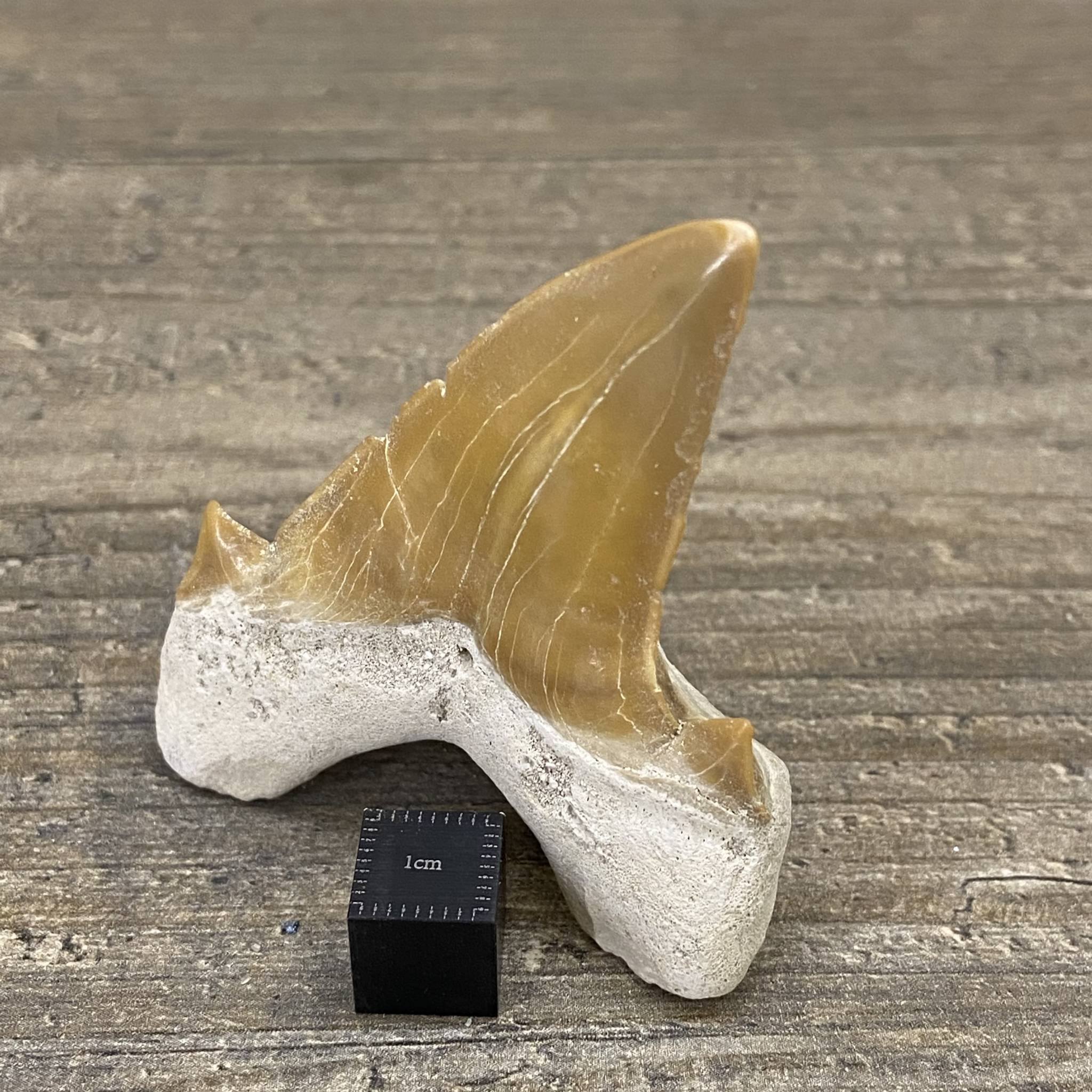 Dent de Requin - Lesmineraux.fr